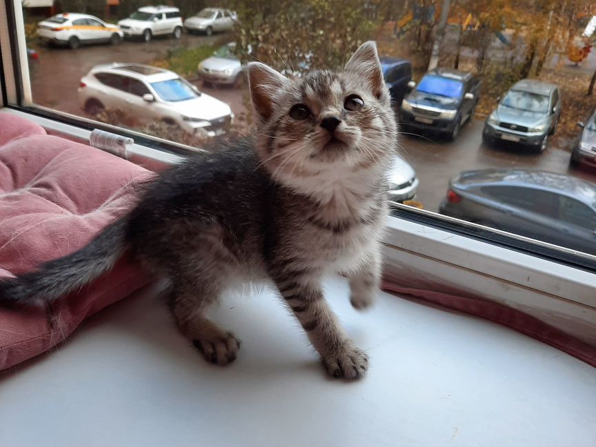 Прекрасный котенок ищет дом