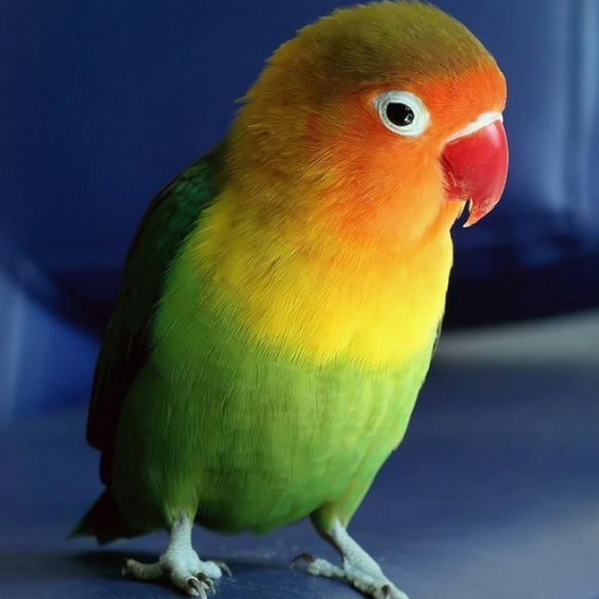 Продам попугая   клетка