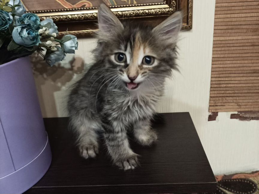 Кошка