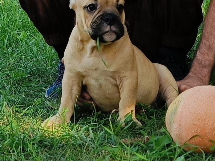 Американский булли