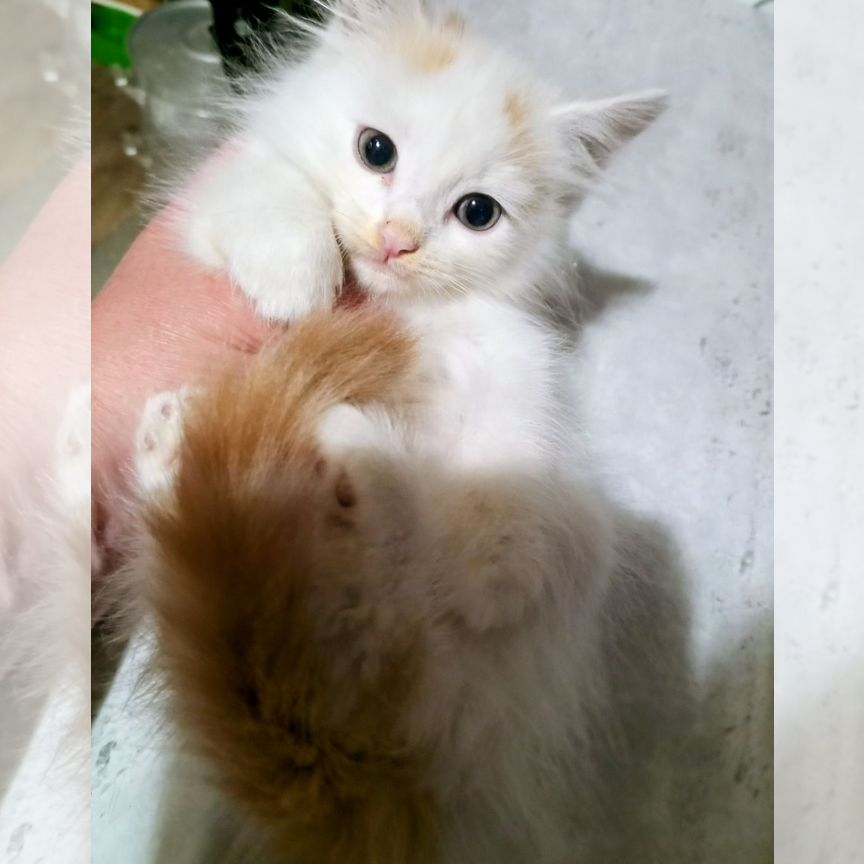 Котёнок