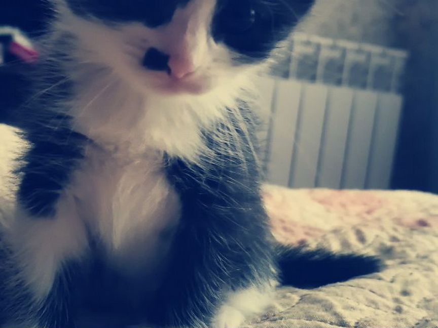 Маленькие хвостики