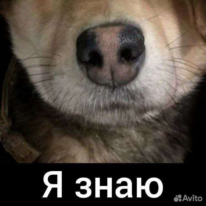 Собака Настя (10мес) ждёт