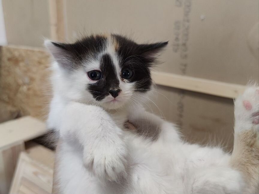 Трехцветный котенок, рыжий котенок в добрые руки