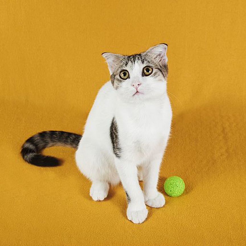 Вислоухий котенок ищет семью