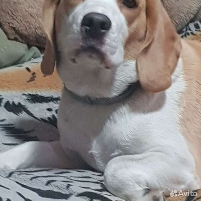 Собаки щенки бигль