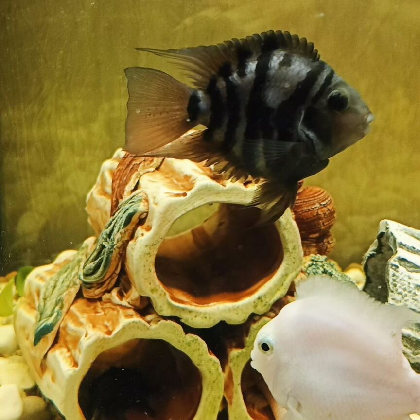 Сапфировый попугай