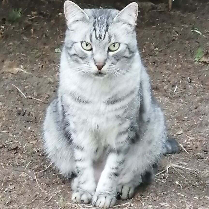 Взрослый кот в добрые руки