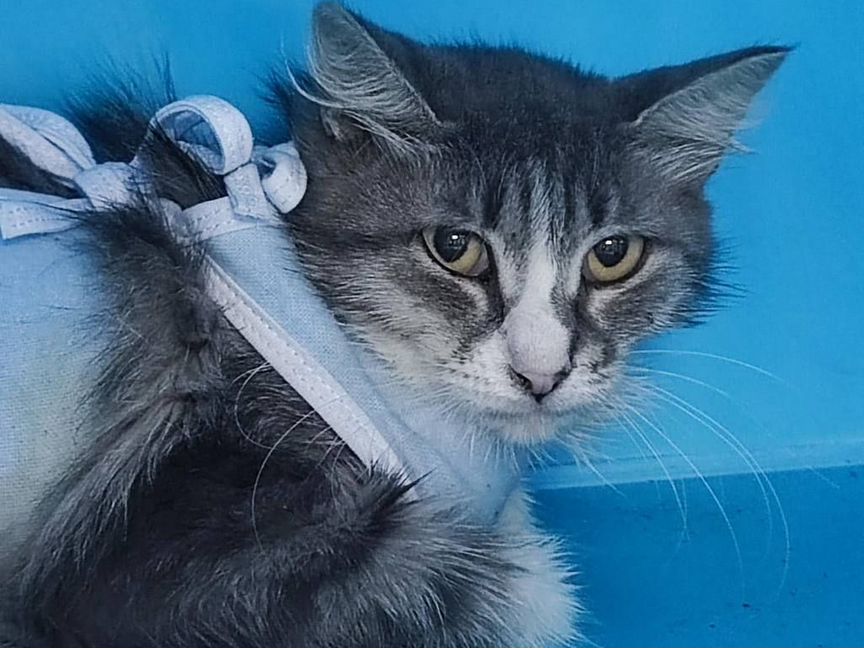 Рублику нужна помощь и семья