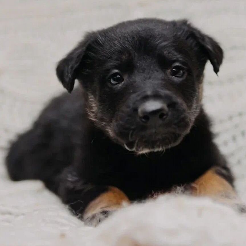 Щенок в добрые руки