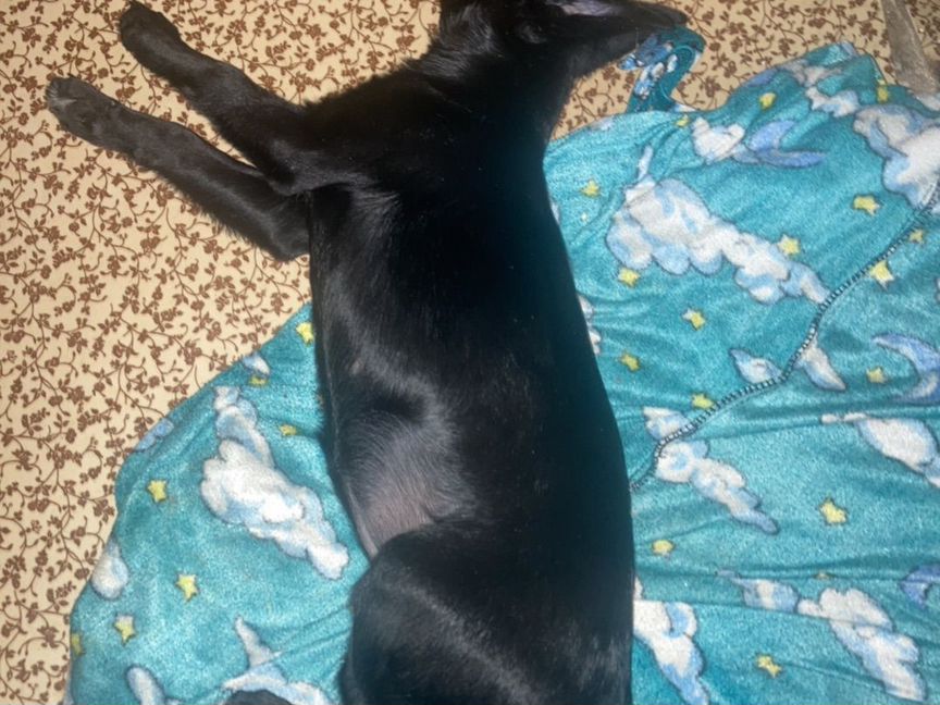 Отдам бесплатно в добрые рукиСобака -Люся