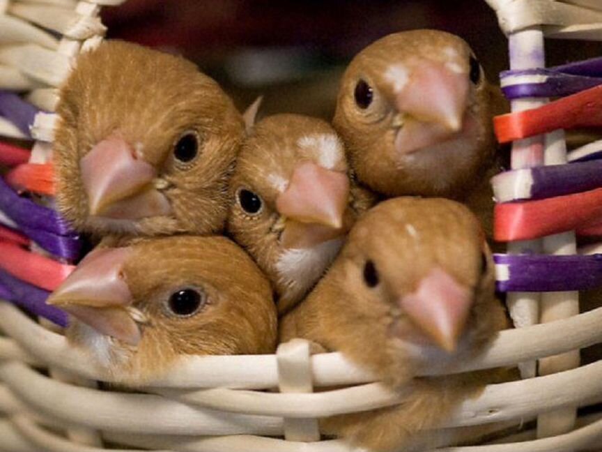Японские амадины
