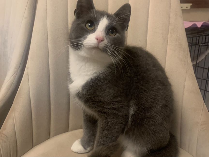 Котенок ищет дом