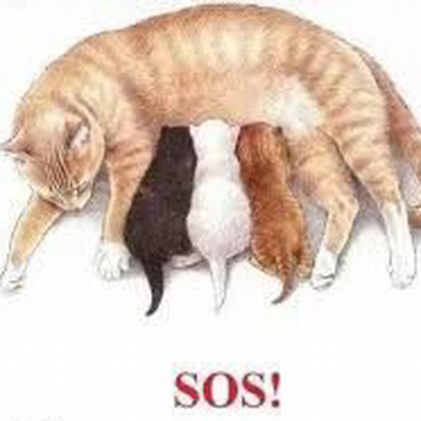 Кормящая кошка