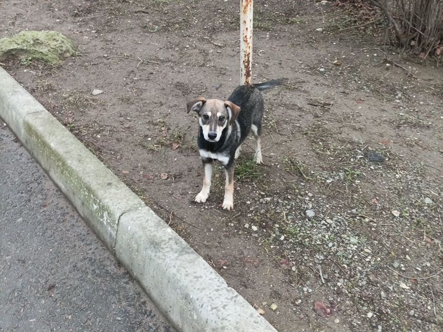 В самые добрые руки