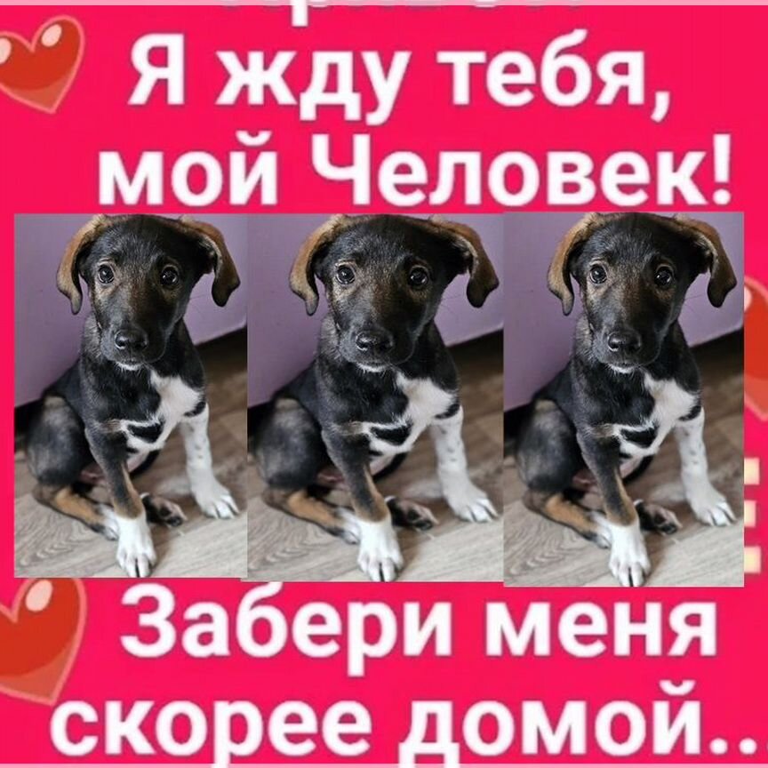 Щенок в добрые руки