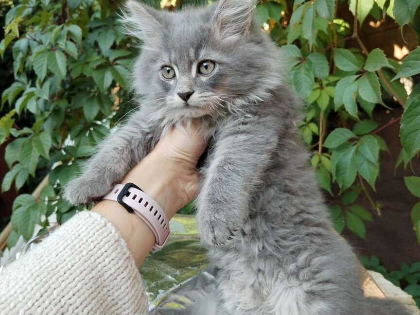 Котенок мальчик