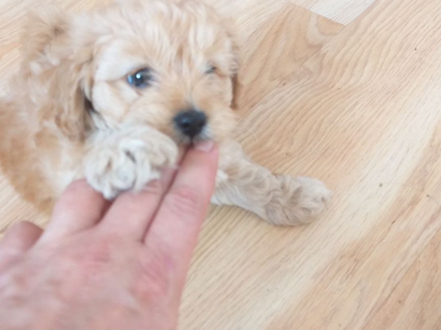 Щенок в добрые руки