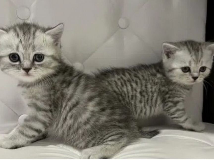 Британские малыши мальчик и девочка