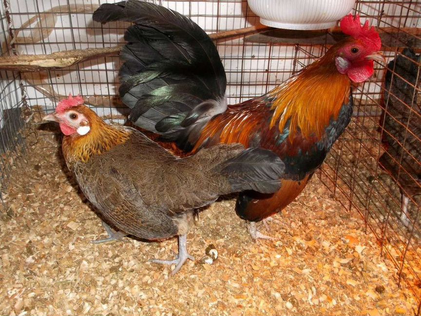 Бентамки семья