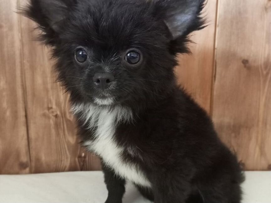 Чихуахуа мини мальчик