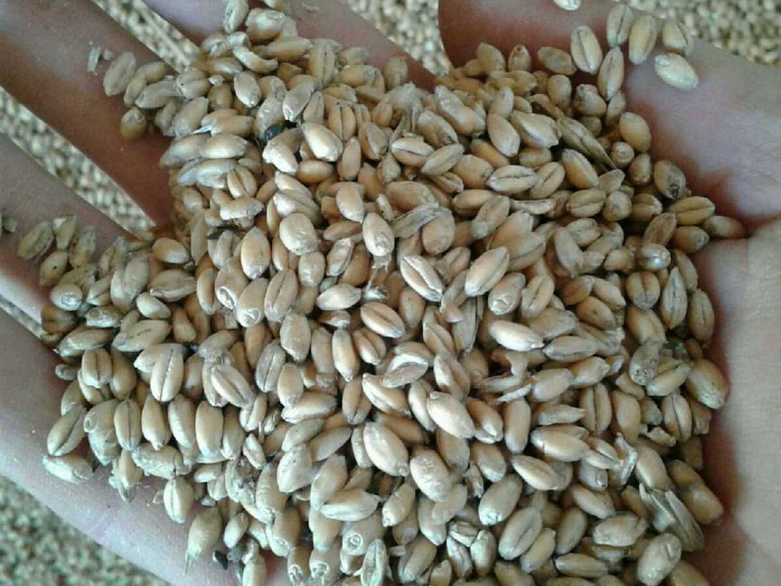 Пшеница Ячмень Рожь Овес