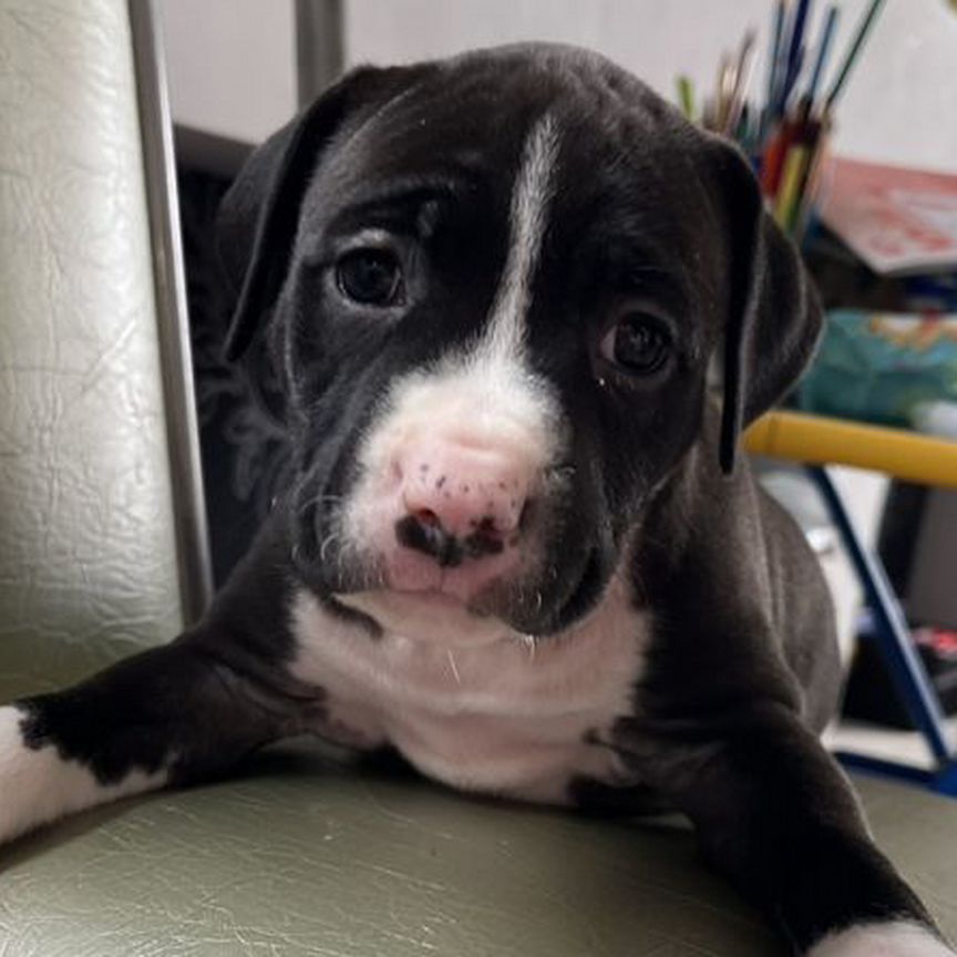 Щенки стаффорда