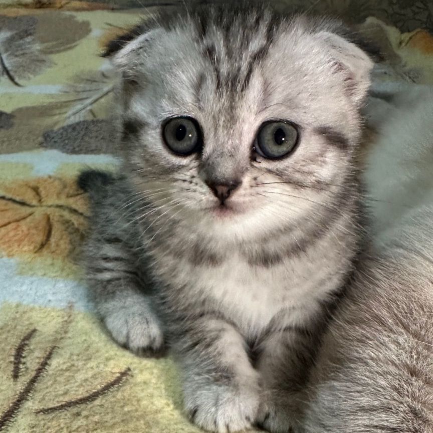 Шотландские котята