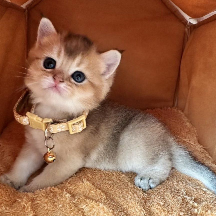 Шотландские котята