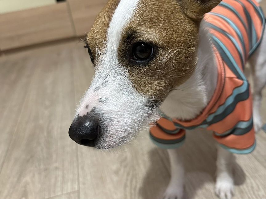 Джек Рассел терьер