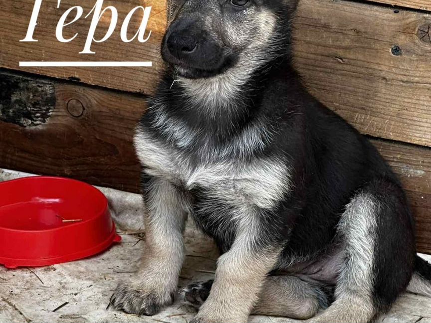 Щенки метисы в добрые руки