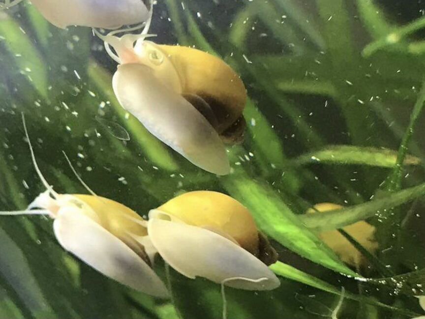 Улитки аквариумные ампулярии