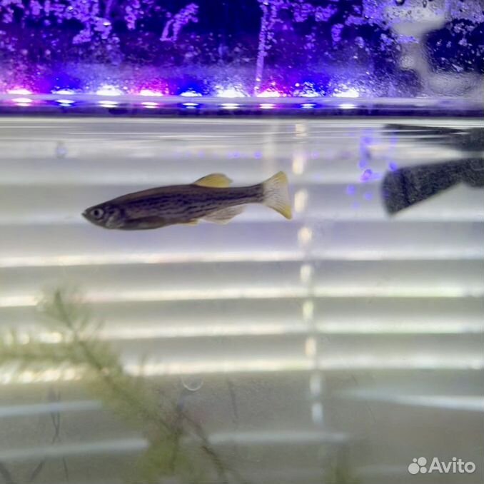 Аквариумная рыбка Данио бесплатно