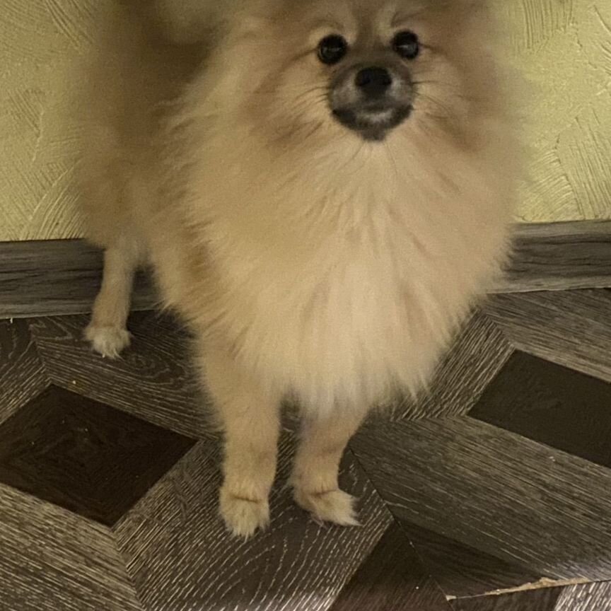 Померанский шпиц