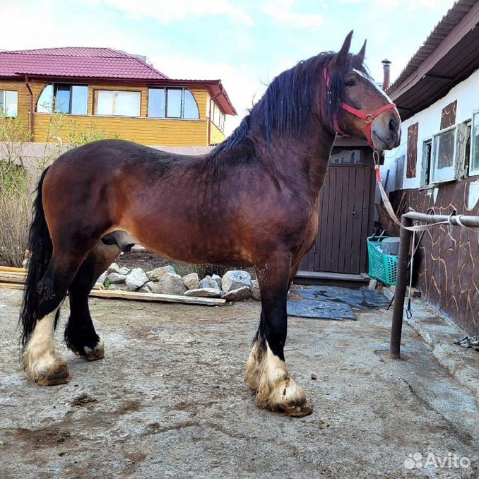 Владимирский Тяжеловоз Бригантин