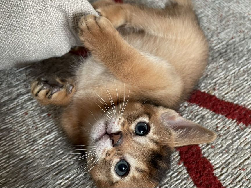 Абиссинские котята