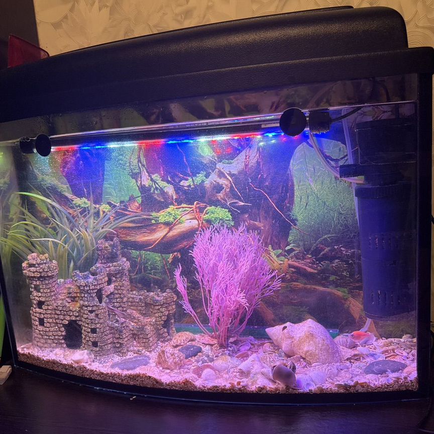 Аквариум с рыбками