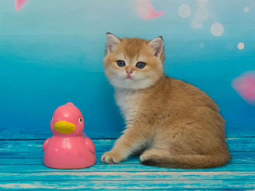 Котята золотая шиншилла