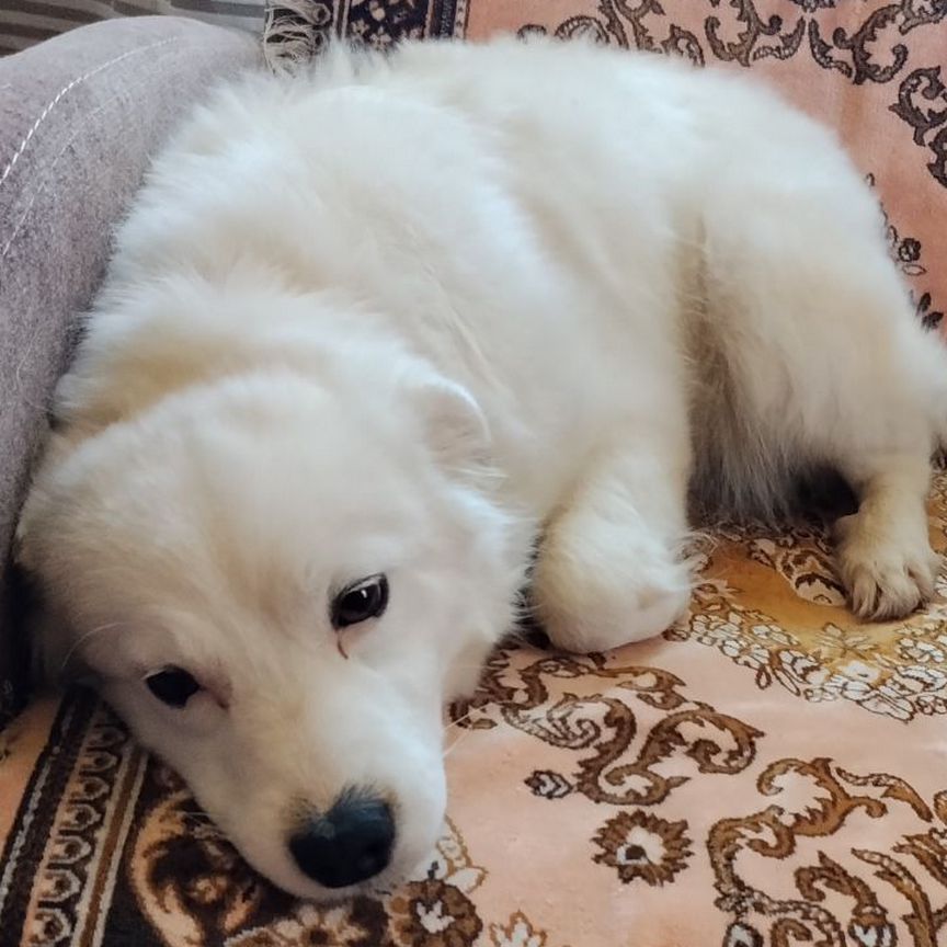 Щенок в добрые руки