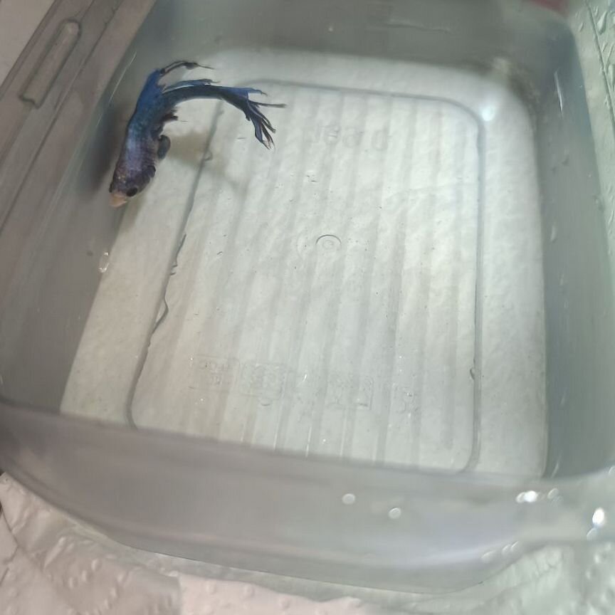 Рыбка петушок бесплатно