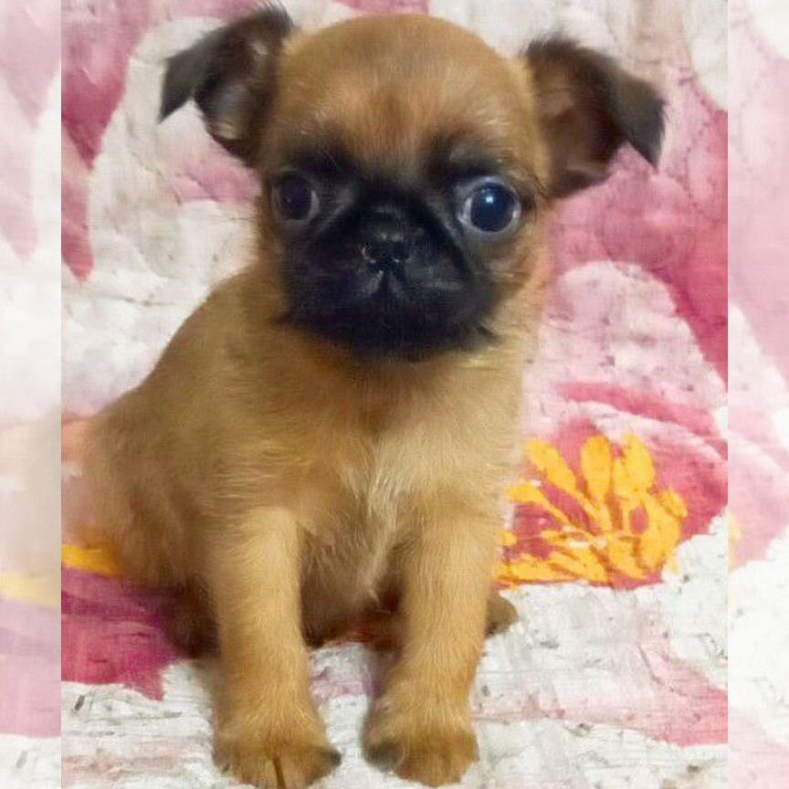 Брюссельский гриффон