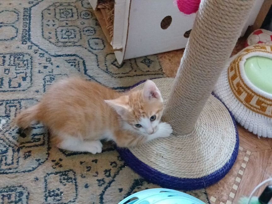 Котята в добрые руки