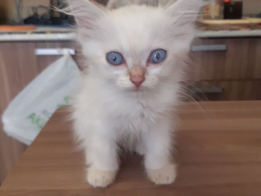 Тайские сиамские котята