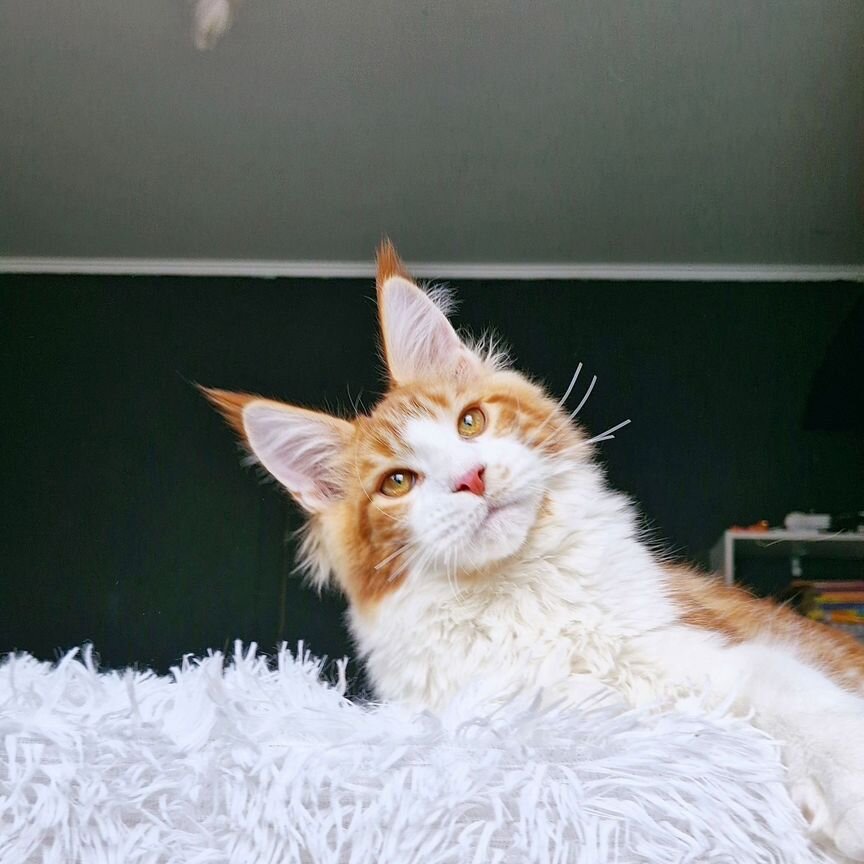 Сладкий полик котенок мейн кун