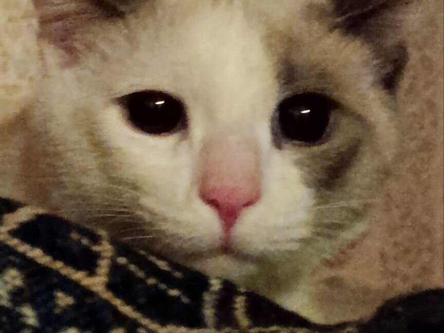 Кошка в дар бесплатно