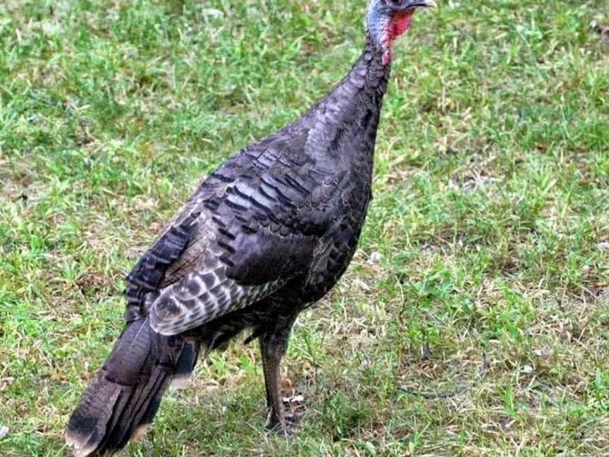 Индюшки и утки 6месецев