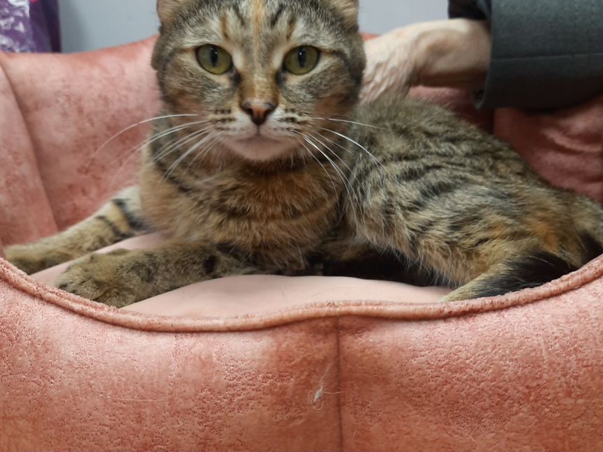 Кошка