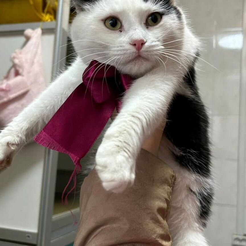 Молодая кошечка Астра в поисках дома