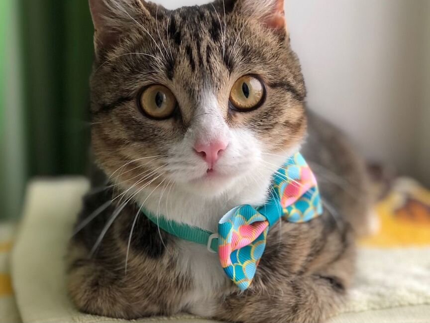 Котёнок Зося, 4 мес