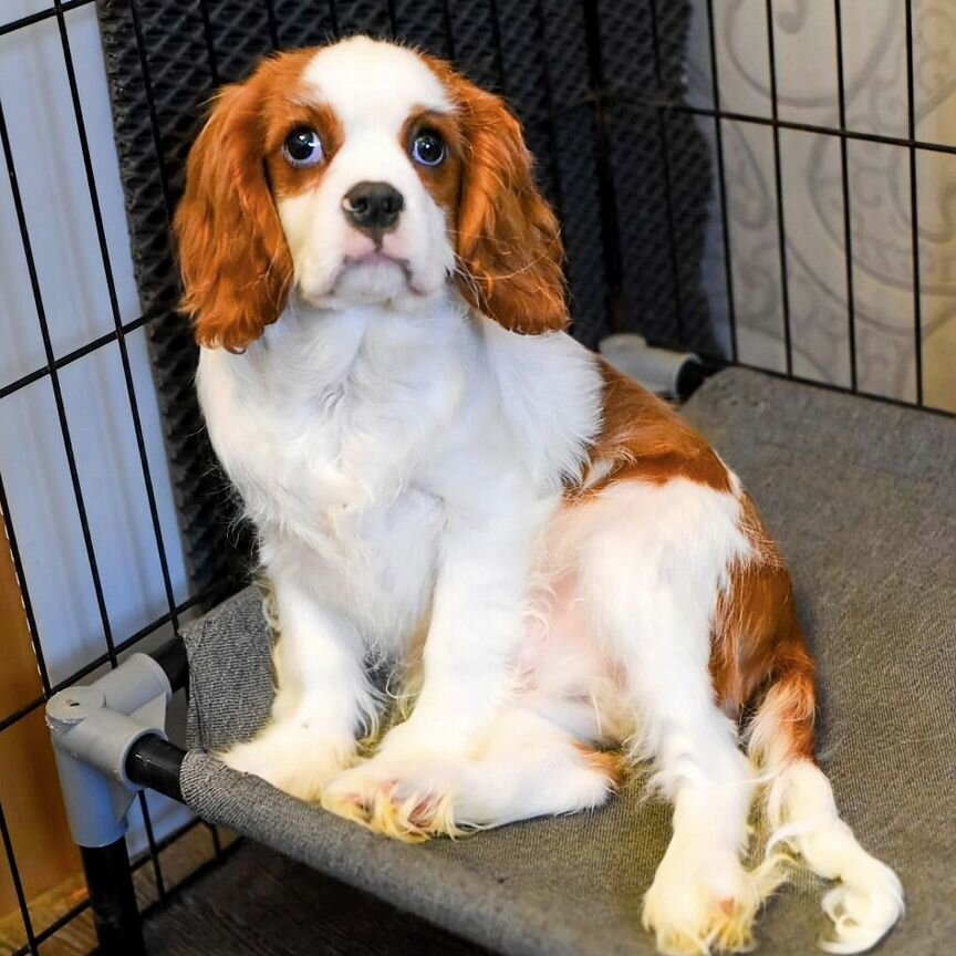 Кавалер кинг-чарльз-спаниель, щенок